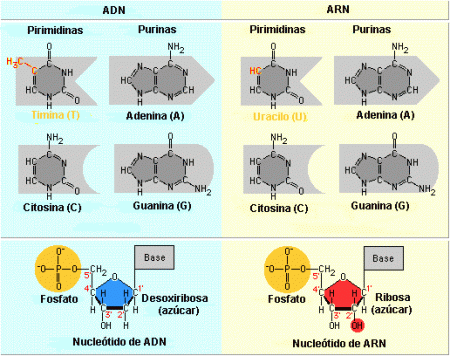 BASES NITROGENADAS DE ADN Y ARN.gif :: BIOLOGIA